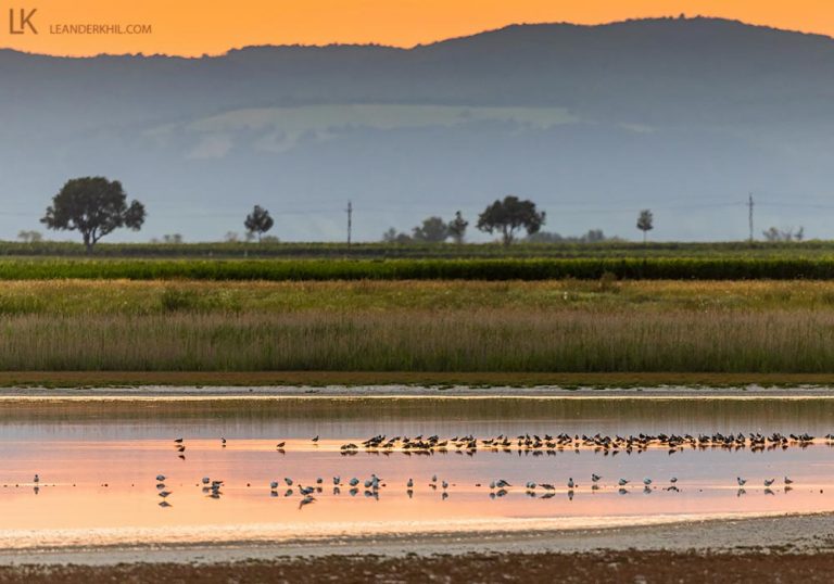 Où observer les oiseaux dans la partie autrichienne du lac de Neusiedl ...