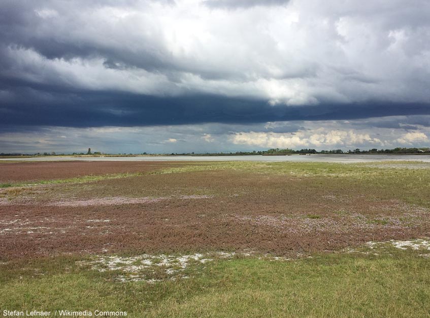 Où observer les oiseaux dans la partie autrichienne du lac de Neusiedl ...