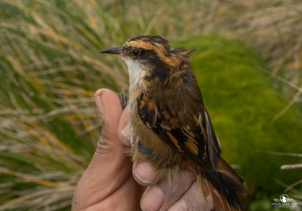 Description au Chili d'une nouvelle espèce d'oiseau, le Synallaxe subantarctique | Ornithomedia.com