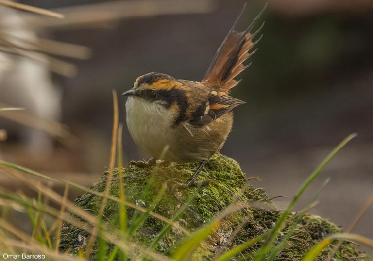 Description au Chili d'une nouvelle espèce d'oiseau, le Synallaxe subantarctique | Ornithomedia.com