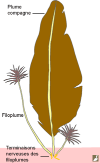 Avez-vous déjà remarqué les filoplumes qui dépassent sur la nuque de ...