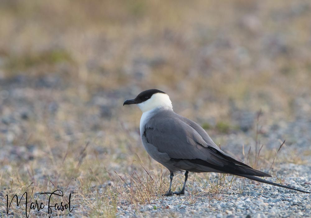 Observation et identification des Labbes à longue queue à l'intérieur ...