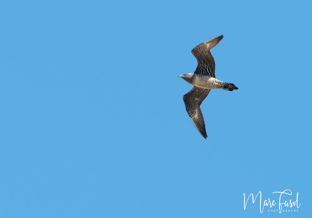 Observation et identification des Labbes à longue queue à l'intérieur ...