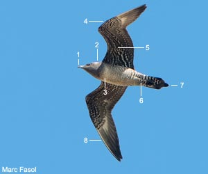 Observation et identification des Labbes à longue queue à l'intérieur ...