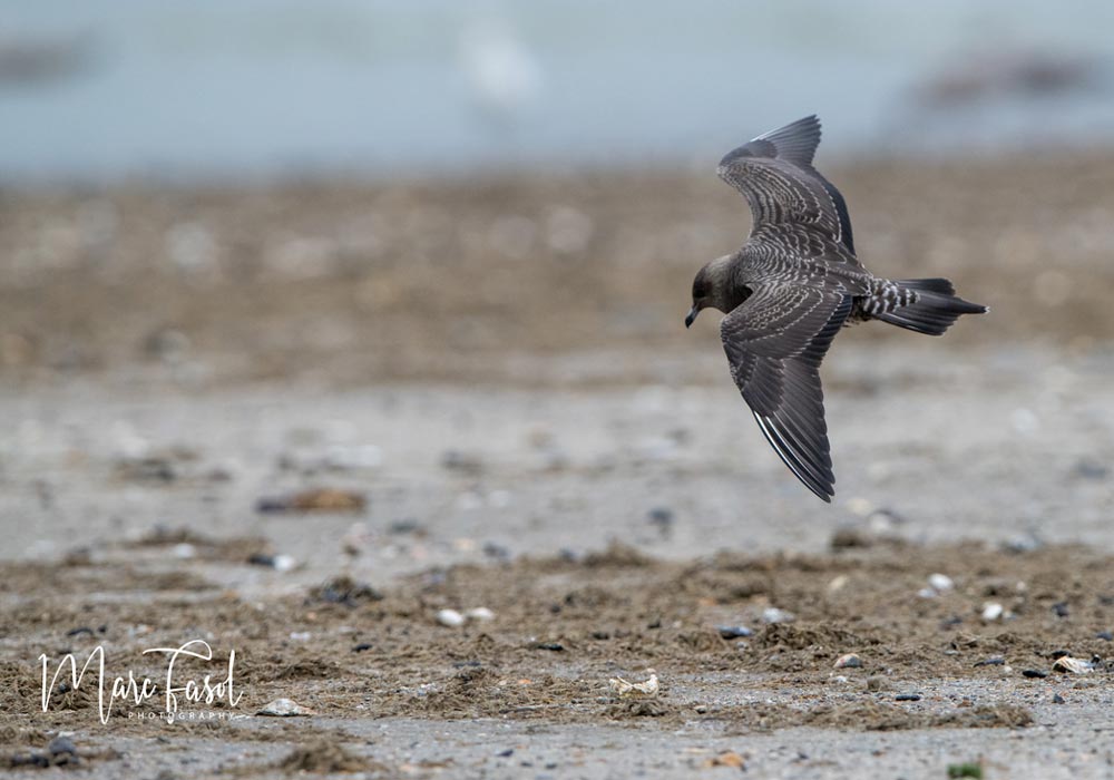Observation et identification des Labbes à longue queue à l'intérieur des terres | Ornithomedia.com
