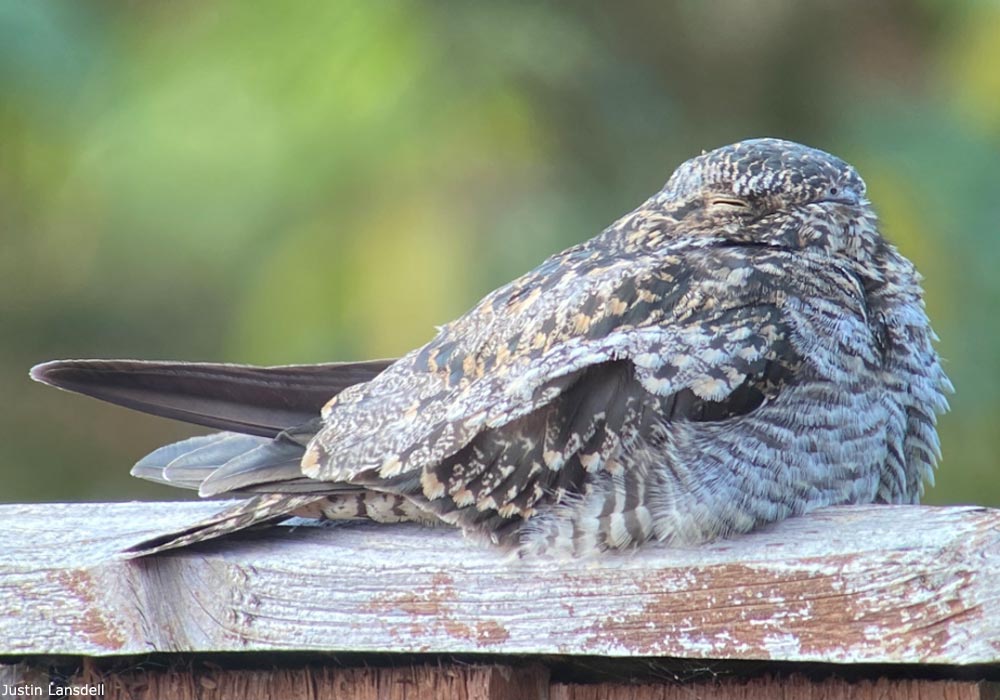 Un Engoulevent d'Amérique traverse l'Atlantique et devient une "vedette ...