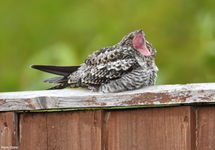 Un Engoulevent d'Amérique traverse l'Atlantique et devient une "vedette ...