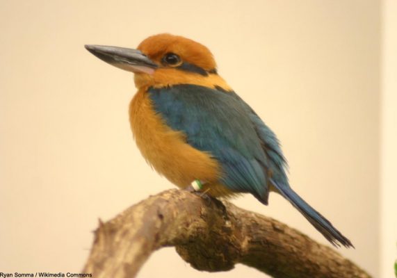 Le Martin-chasseur cannelle devrait être introduit sur l'atoll ...