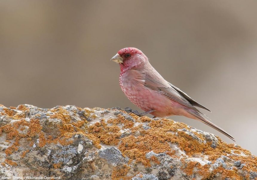 Il existerait une population nicheuse de Roselins tachetés au ...