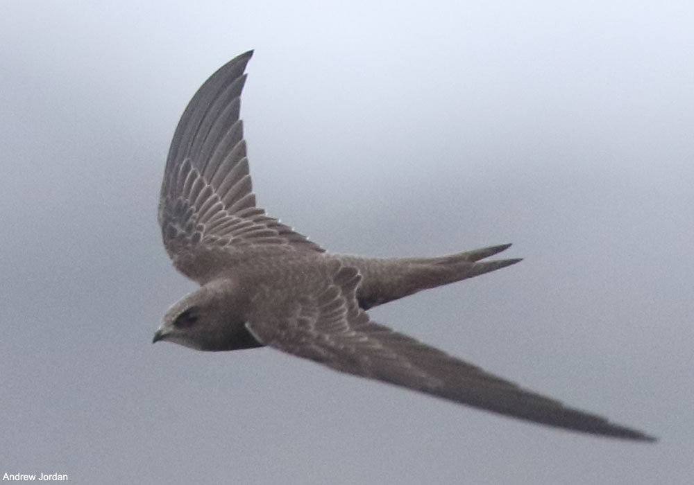 Flux d'air chaud et afflux de Martinets pâles dans le nord-ouest de l ...