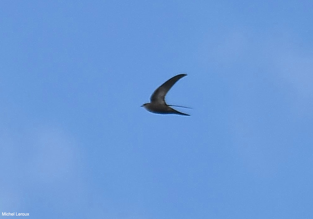 Flux d'air chaud et afflux de Martinets pâles dans le nord-ouest de l ...