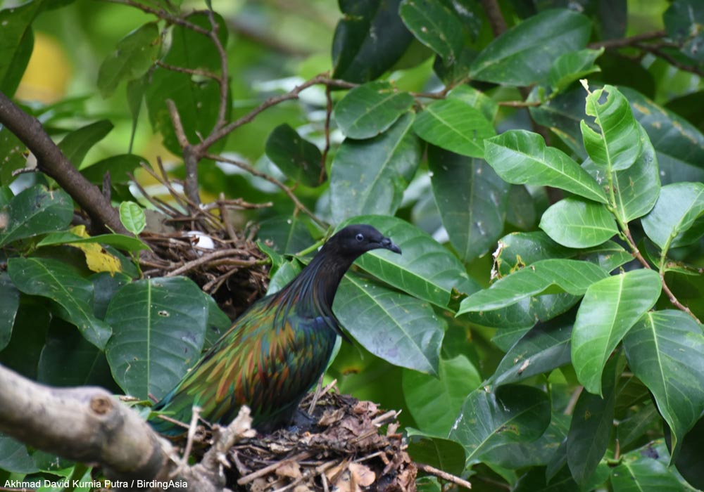 L’île de Jiew (Indonésie) accueille probablement la plus grande colonie mondiale connue de ...