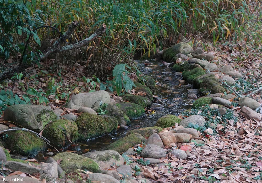 Créer un ruisseau artificiel dans son jardin pour les oiseaux : des ...