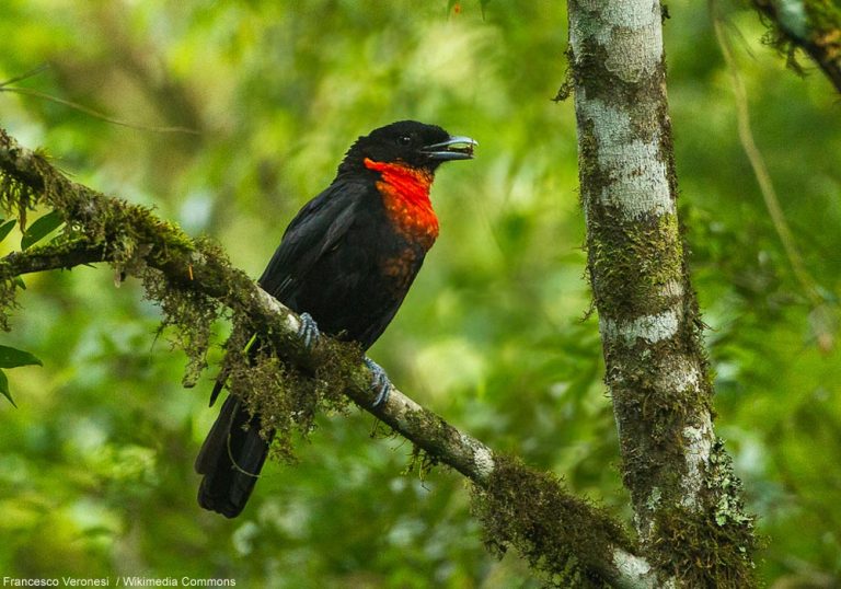 Nidification encourageante d'un couple de Coracines ignites près de São ...