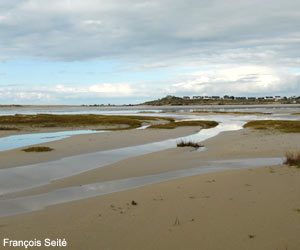 Observer les oiseaux des dunes, vasières et prés salés de l'anse de ...