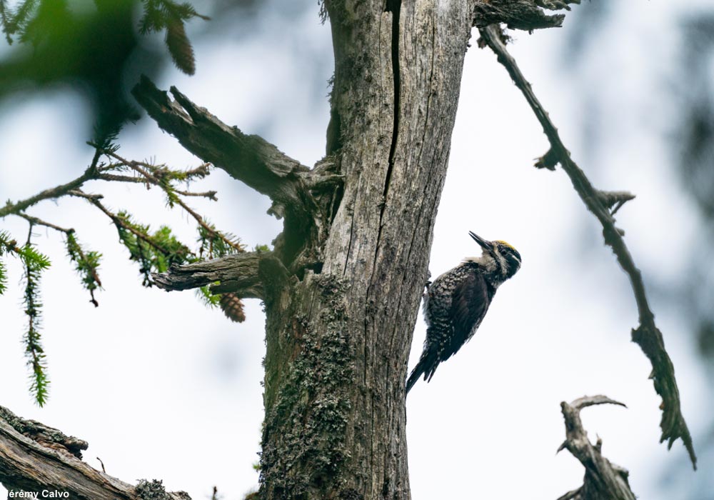 Observer les oiseaux sur la montagne du Semnoz, un écrin de nature près ...