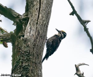 Observer les oiseaux sur la montagne du Semnoz, un écrin de nature près ...