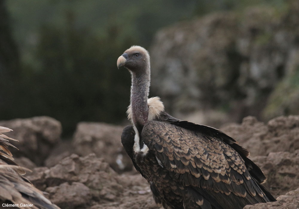 Un visiteur africain parmi les vautours des gorges de la Jonte (Lozère ...