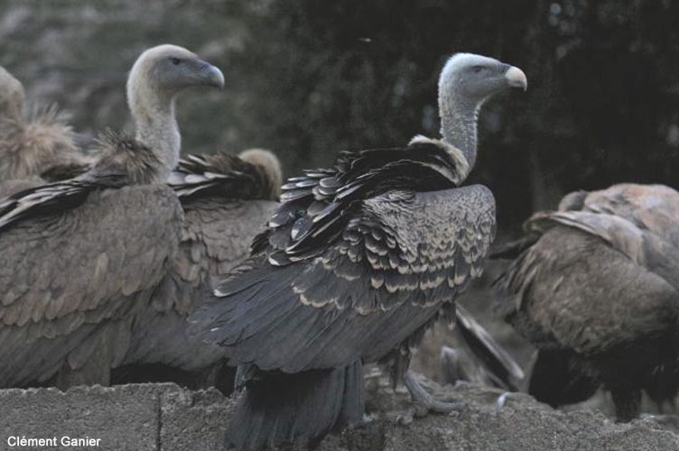 Un visiteur africain parmi les vautours des gorges de la Jonte (Lozère ...
