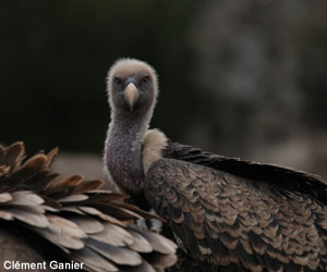 Un visiteur africain parmi les vautours des gorges de la Jonte (Lozère ...