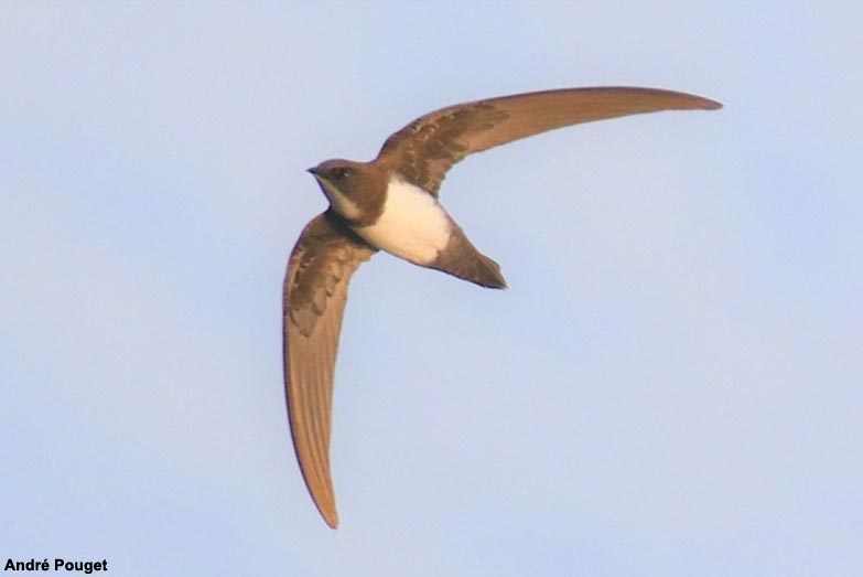 Afflux record de Martinets à ventre blanc dans les îles Britanniques en ...