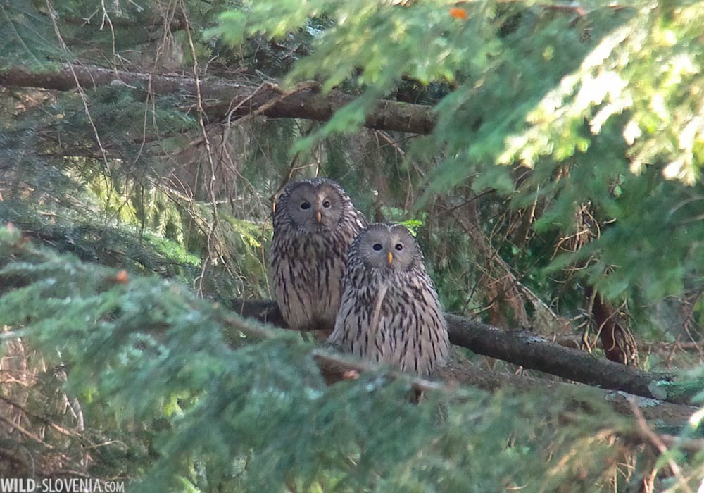 Observer les oiseaux du lac de Cerknica et des monts Javornik (Slovénie ...