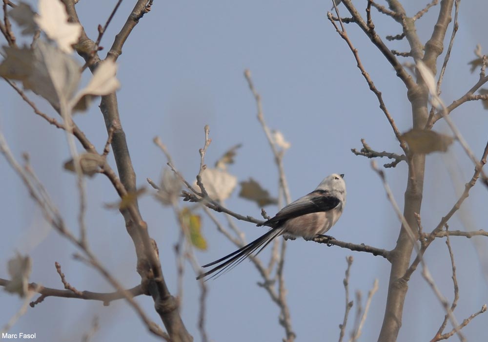 Un couple "mixte" d'Orites à longue queue observé en Belgique au ...