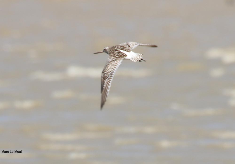 Découverte et identification d'une Barge hudsonienne dans l'archipel ...