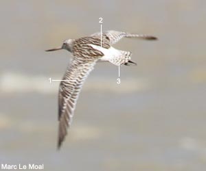 Découverte et identification d'une Barge hudsonienne dans l'archipel ...