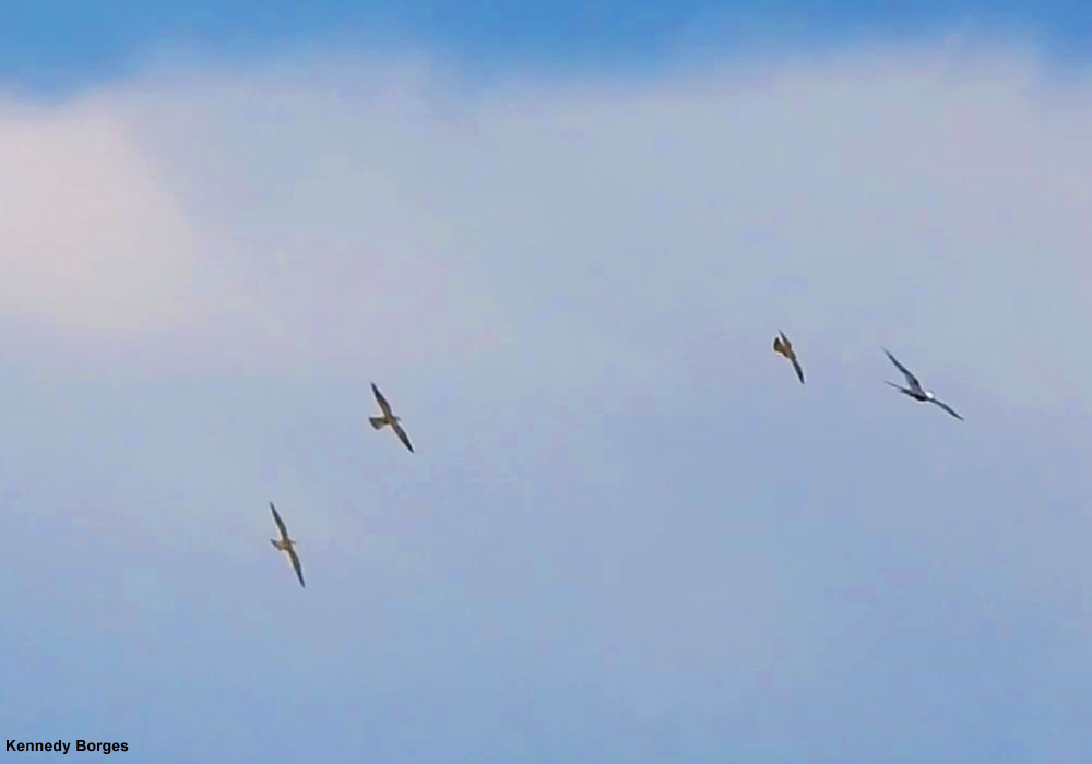 Observation remarquable de trois Faucons aplomados poursuivant et ...