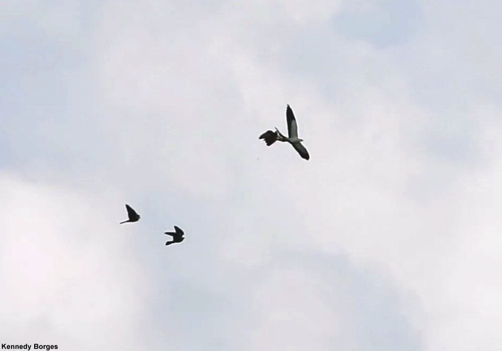 Observation remarquable de trois Faucons aplomados poursuivant et ...