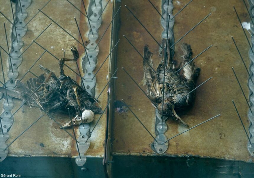 Installation de picots anti-pigeons : quelques précautions à prendre ...