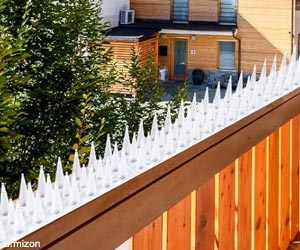 Installation de picots anti-pigeons : quelques précautions à prendre ...