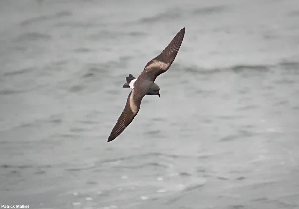 Les Océanites culblanc peuvent-ils survivre lorsqu'ils sont entraînés ...
