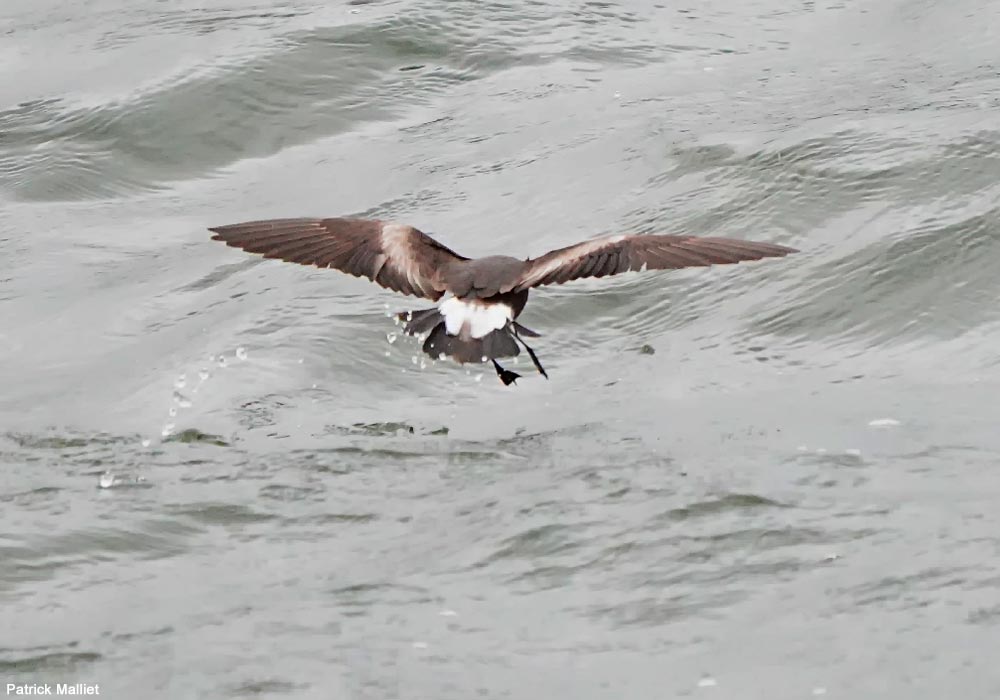 Les Océanites culblanc peuvent-ils survivre lorsqu'ils sont entraînés ...