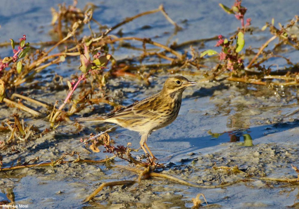 Comment différencier le Pipit d'Amérique (ou farlousane) des Pipits ...