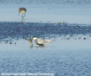 La Guifette moustac peut avaler des poissons plus longs que son corps ...