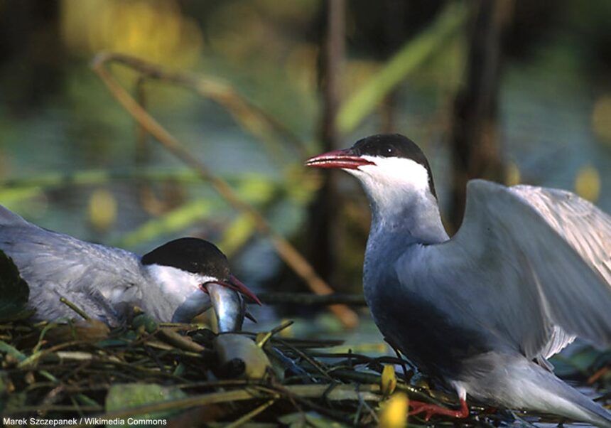 La Guifette moustac peut avaler des poissons plus longs que son corps ...