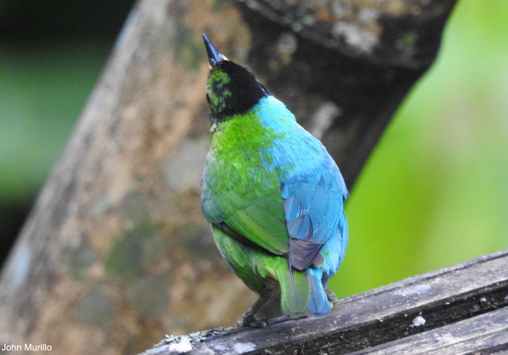 Un spectaculaire Tangara émeraude mi-mâle mi-femelle (gynandromorphe ...