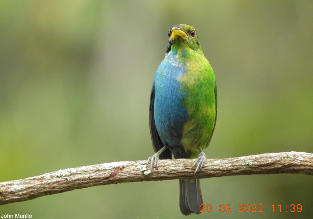 Un spectaculaire Tangara émeraude mi-mâle mi-femelle (gynandromorphe ...