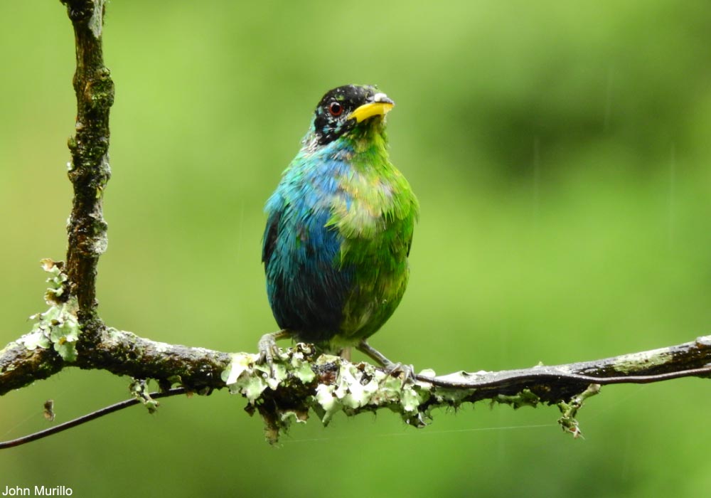Un spectaculaire Tangara émeraude mi-mâle mi-femelle (gynandromorphe ...