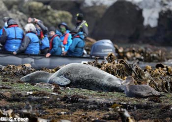 Périple ornithologique sur l'île du Sud et dans les petites îles néo ...