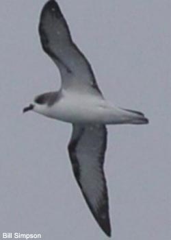 Périple ornithologique sur l'île du Sud et dans les petites îles néo ...
