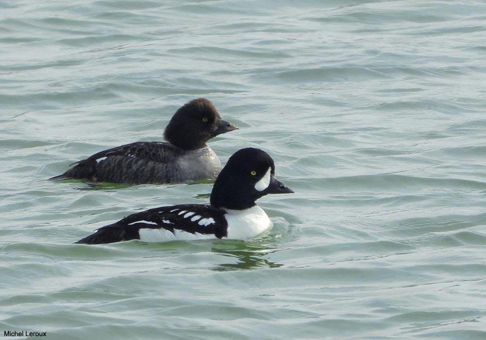 Distinguer les femelles des Garrots à œil d'or et d'Islande n'est pas ...
