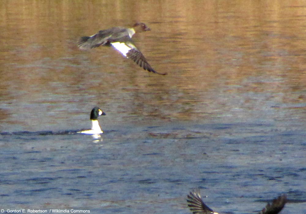 Distinguer les femelles des Garrots à œil d'or et d'Islande n'est pas ...