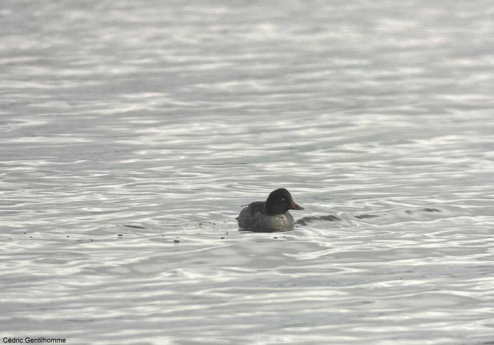 Distinguer les femelles des Garrots à œil d'or et d'Islande n'est pas ...