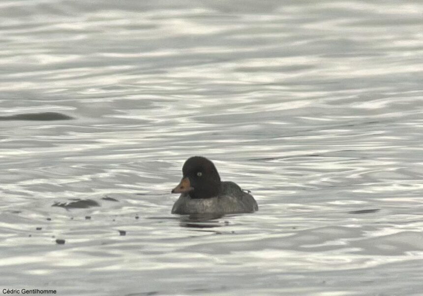 Distinguer les femelles des Garrots à œil d'or et d'Islande n'est pas ...
