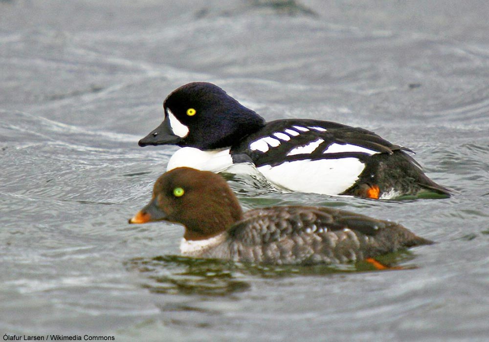 Distinguer les femelles des Garrots à œil d'or et d'Islande n'est pas ...