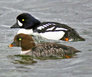 Distinguer les femelles des Garrots à œil d'or et d'Islande n'est pas ...