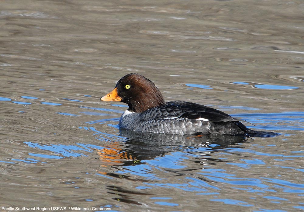 Distinguer les femelles des Garrots à œil d'or et d'Islande n'est pas ...